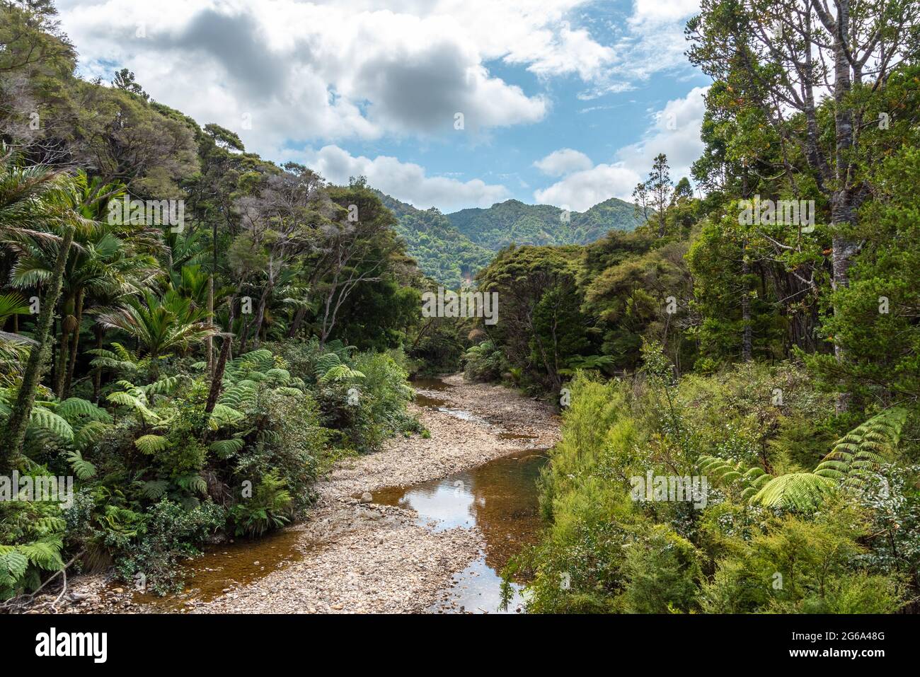 River bed of a creek flowing through the rainforest of Great Barrier ...