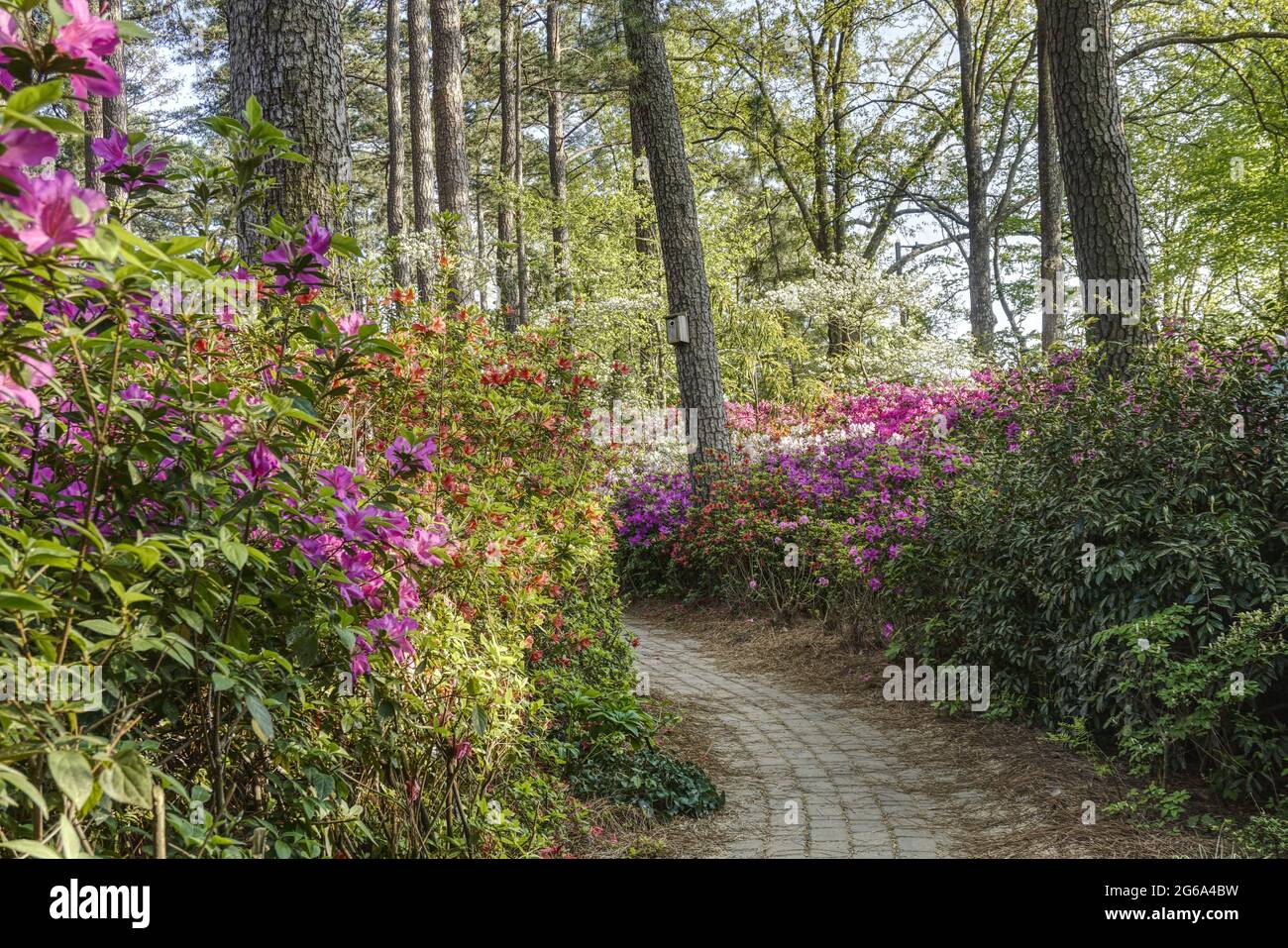 Blooming pathway hi-res stock photography and images - Alamy