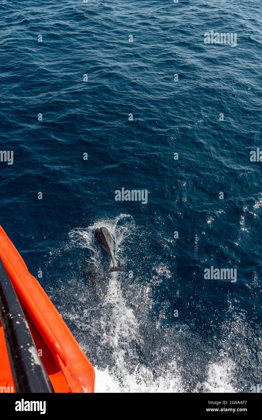 illustration of a Dolphin fish jumping with boat in background enclosed ...