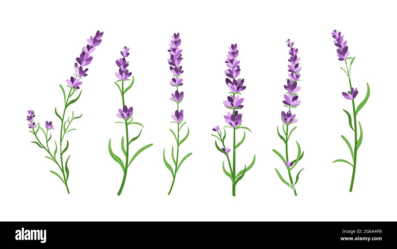Lavender Plant Illustration