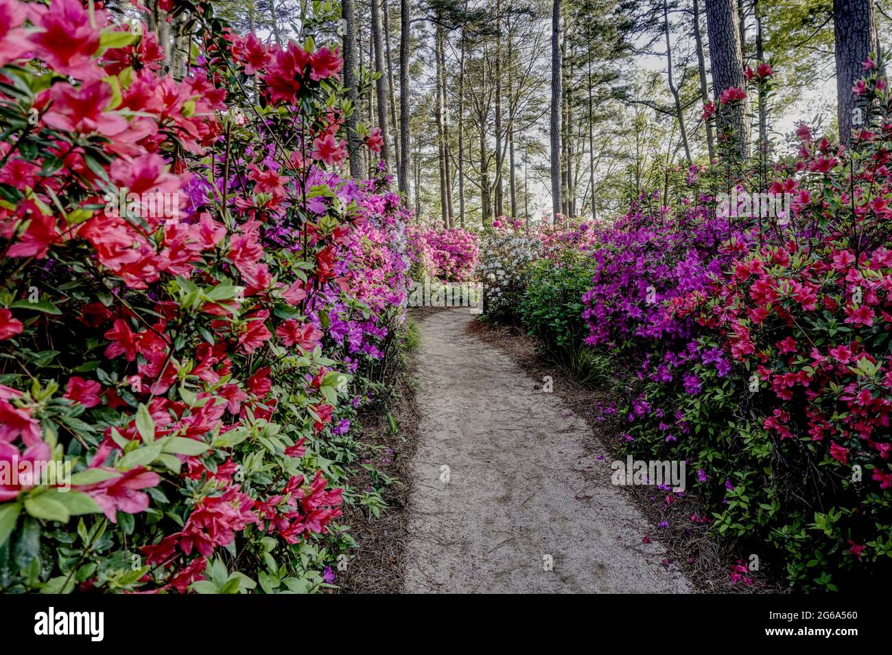 Blooming azaleas in garden hi-res stock photography and images - Alamy