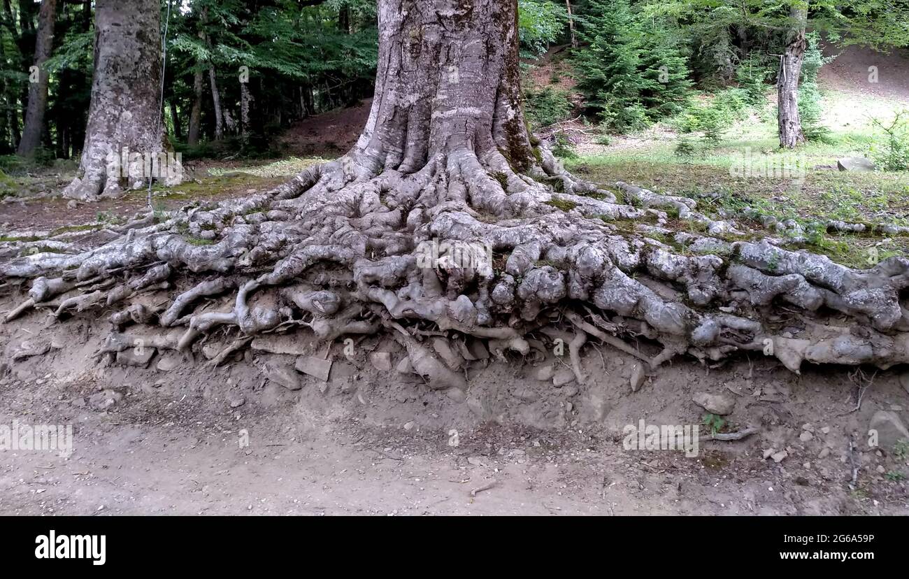Unusual beautiful roots of a tree in the reserve on a summer day Stock ...
