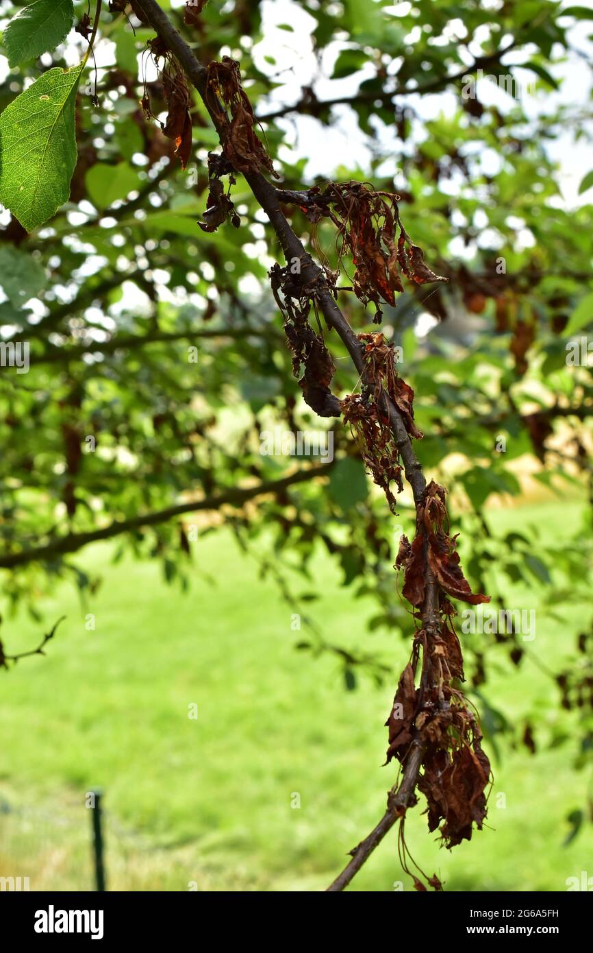 cherry tree with a disease on the leaves Stock Photo - Alamy