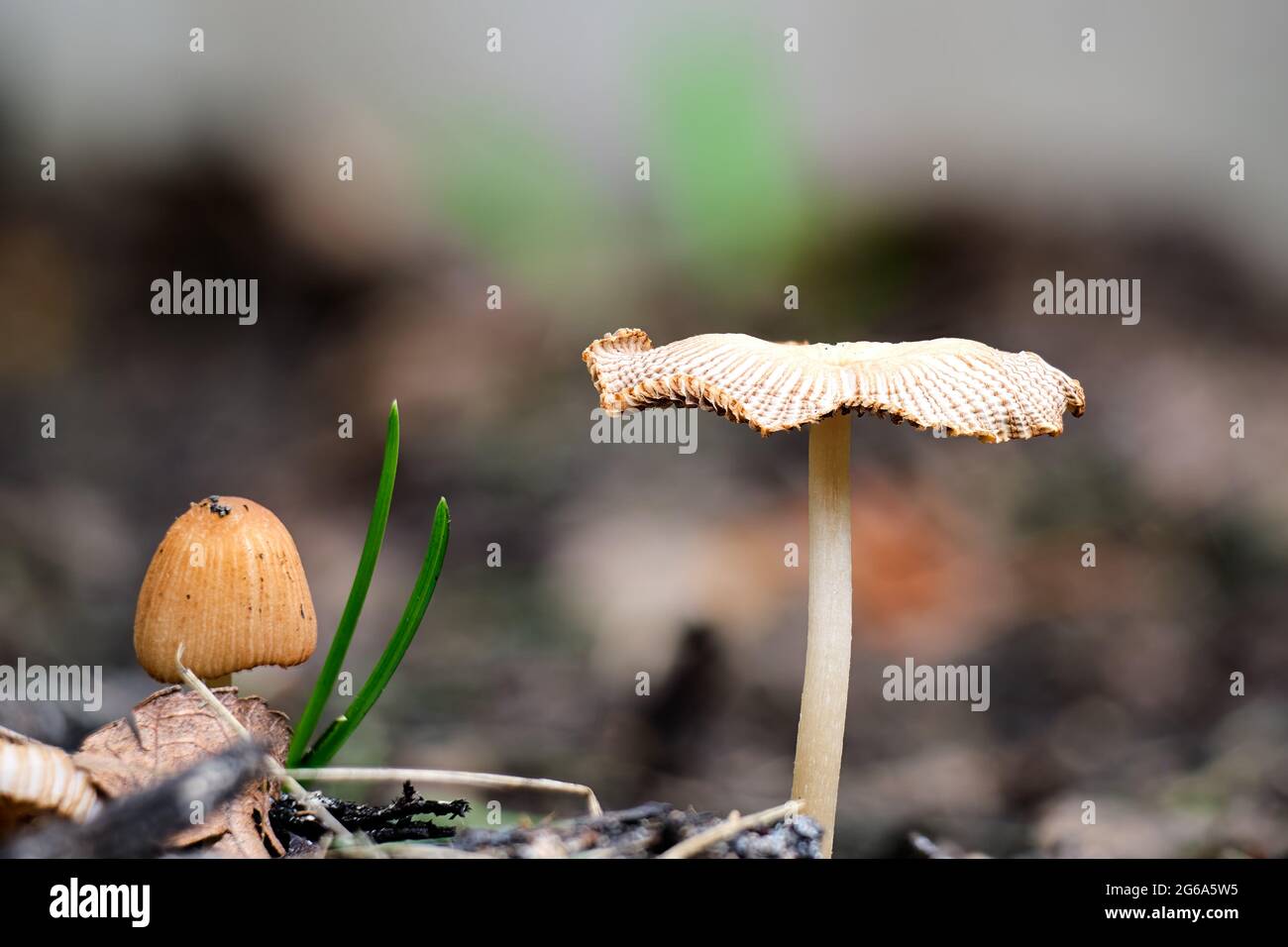 Mushrooms emerging from ground in summer Stock Photo - Alamy