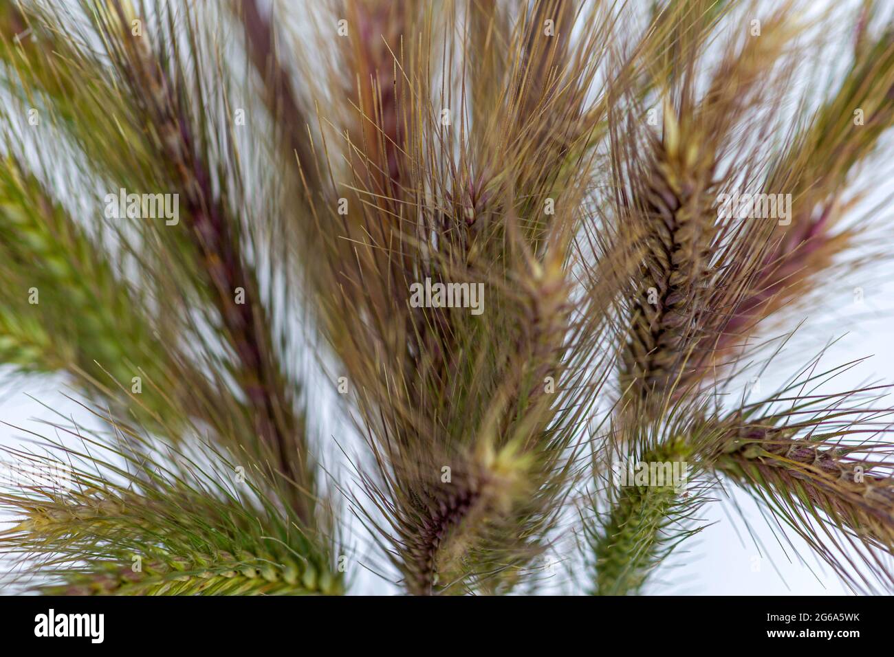 False barley hi-res stock photography and images - Alamy