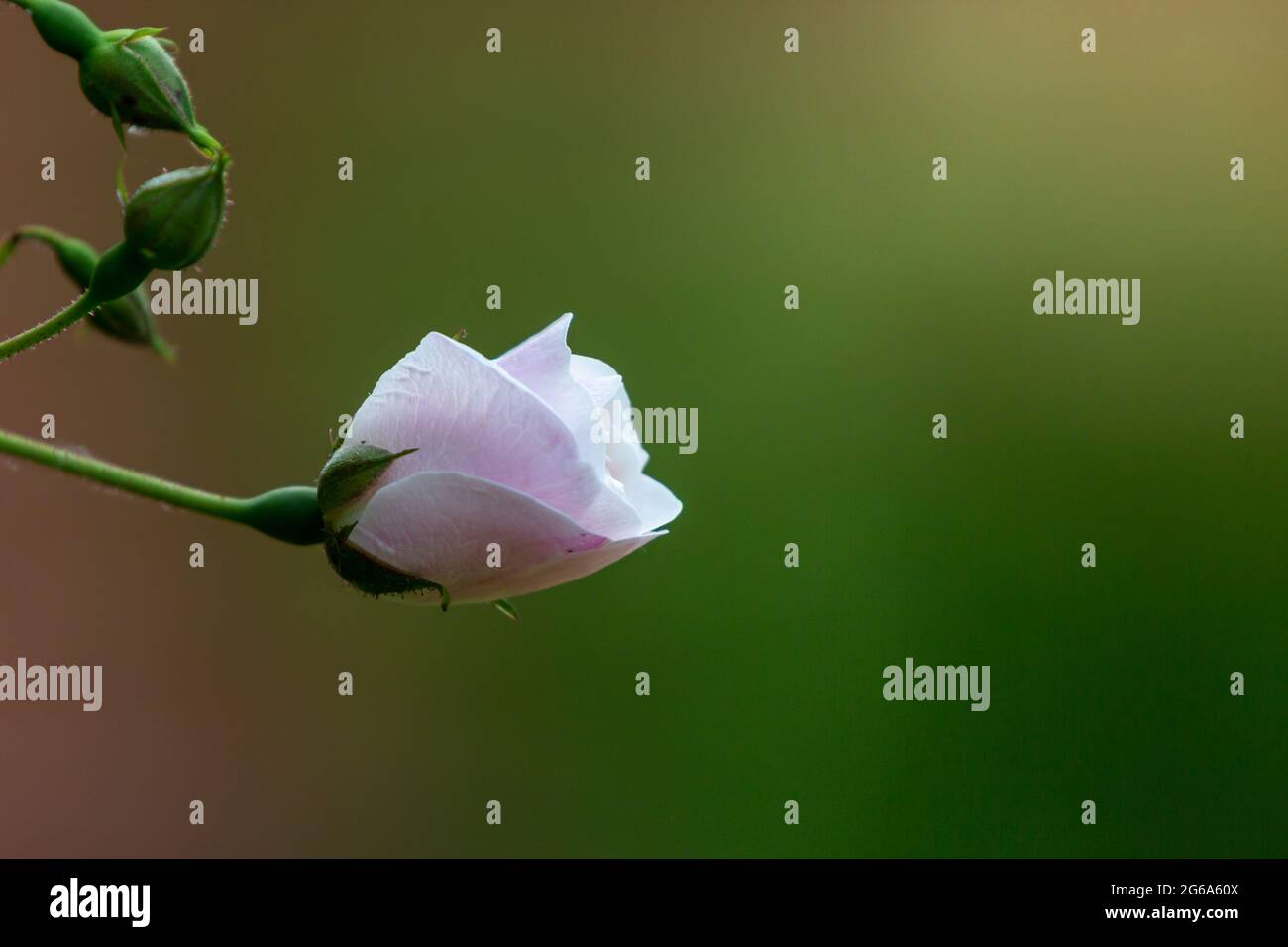 A Close Up of a Rose Bud Stock Photo - Alamy