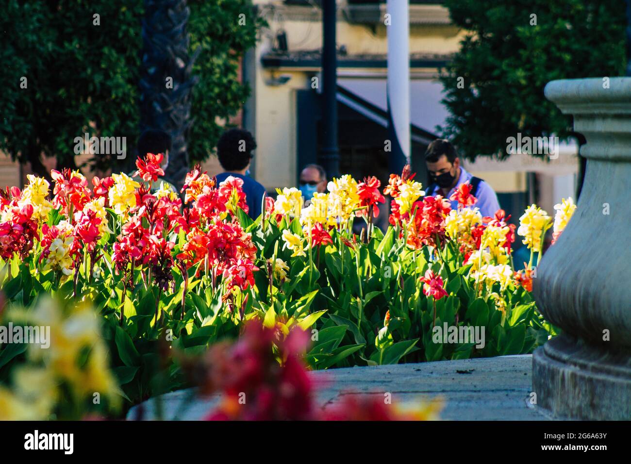 Seville Spain July 03, 2021 Flowers in bloom in the streets of Seville ...