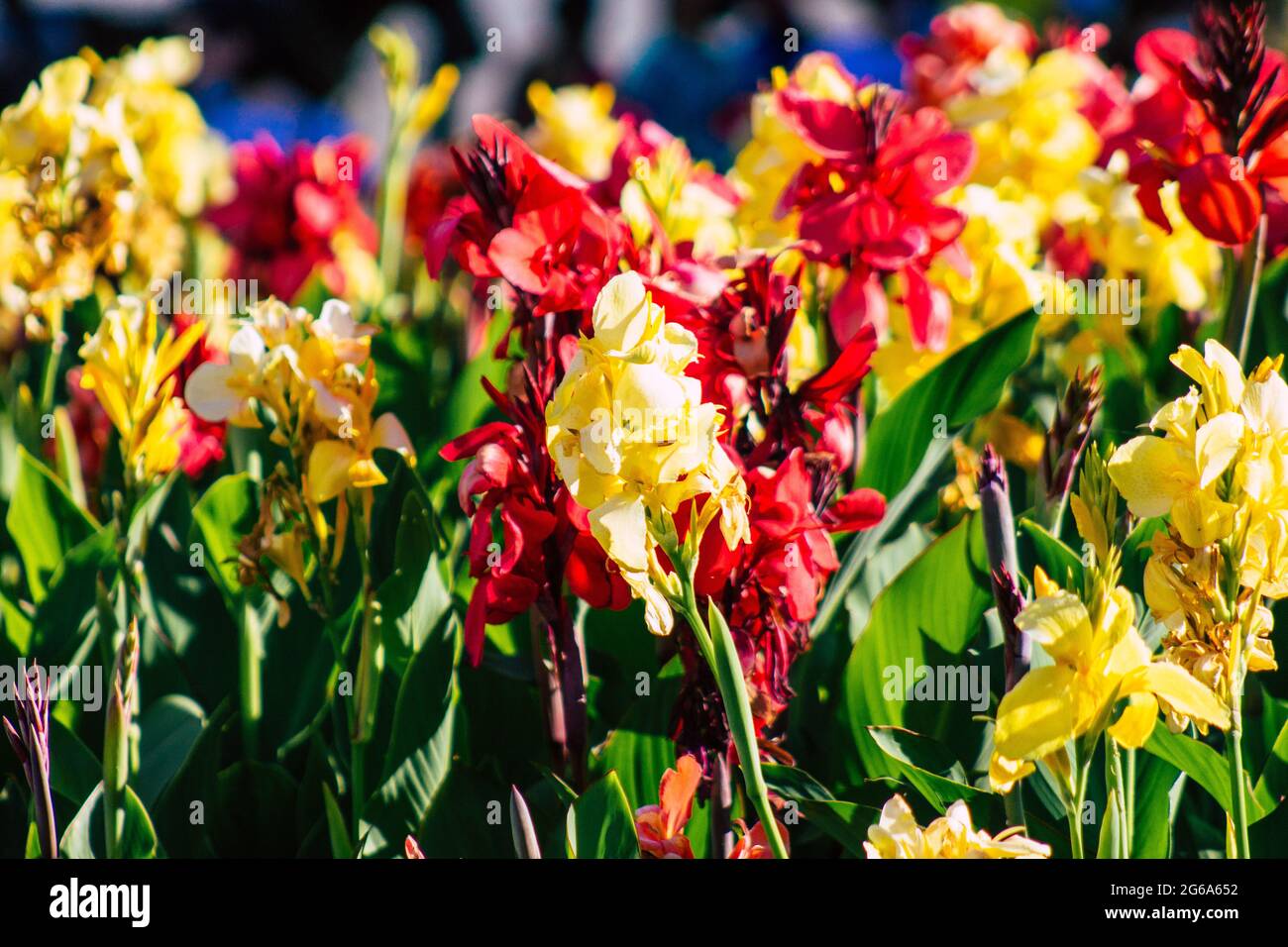 Seville Spain July 03, 2021 Flowers in bloom in the streets of Seville ...