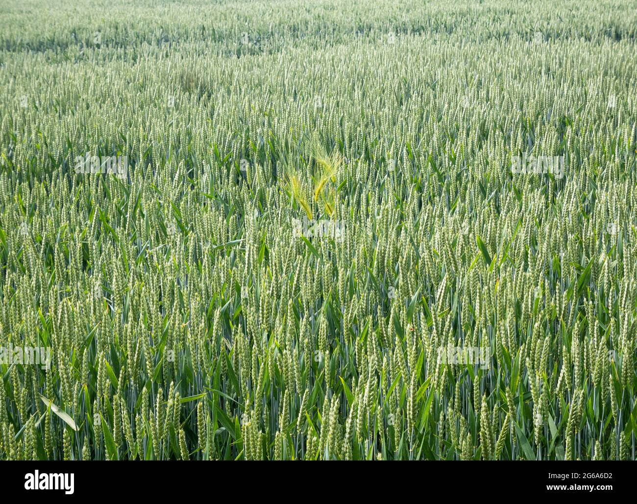 Triticum vulgare hi-res stock photography and images - Alamy
