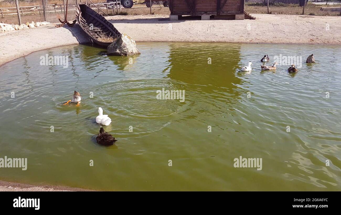 Flock ducks swim cool off hi-res stock photography and images - Alamy