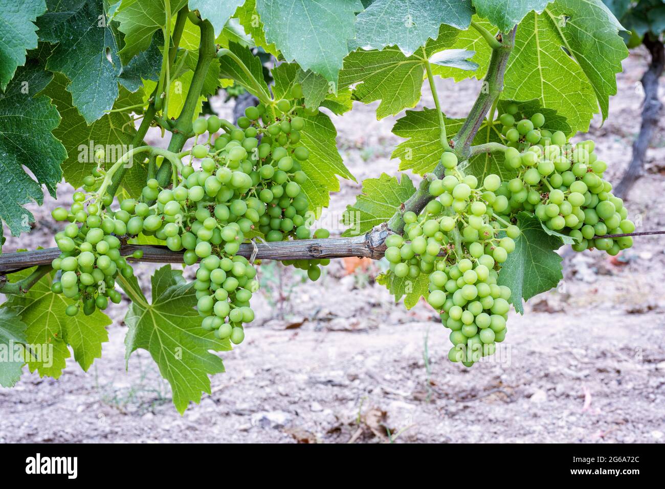 Fruit set in a vineyard. Bunches of grapes with the berries just formed ...