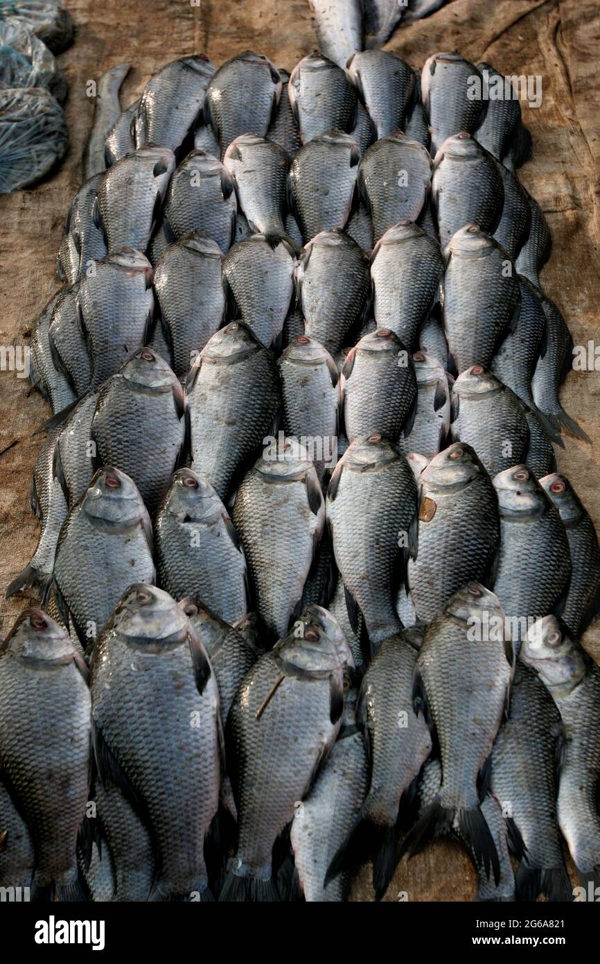 Assorted Catla (Catla catla) fish at Shawari Ghat, the largest ...