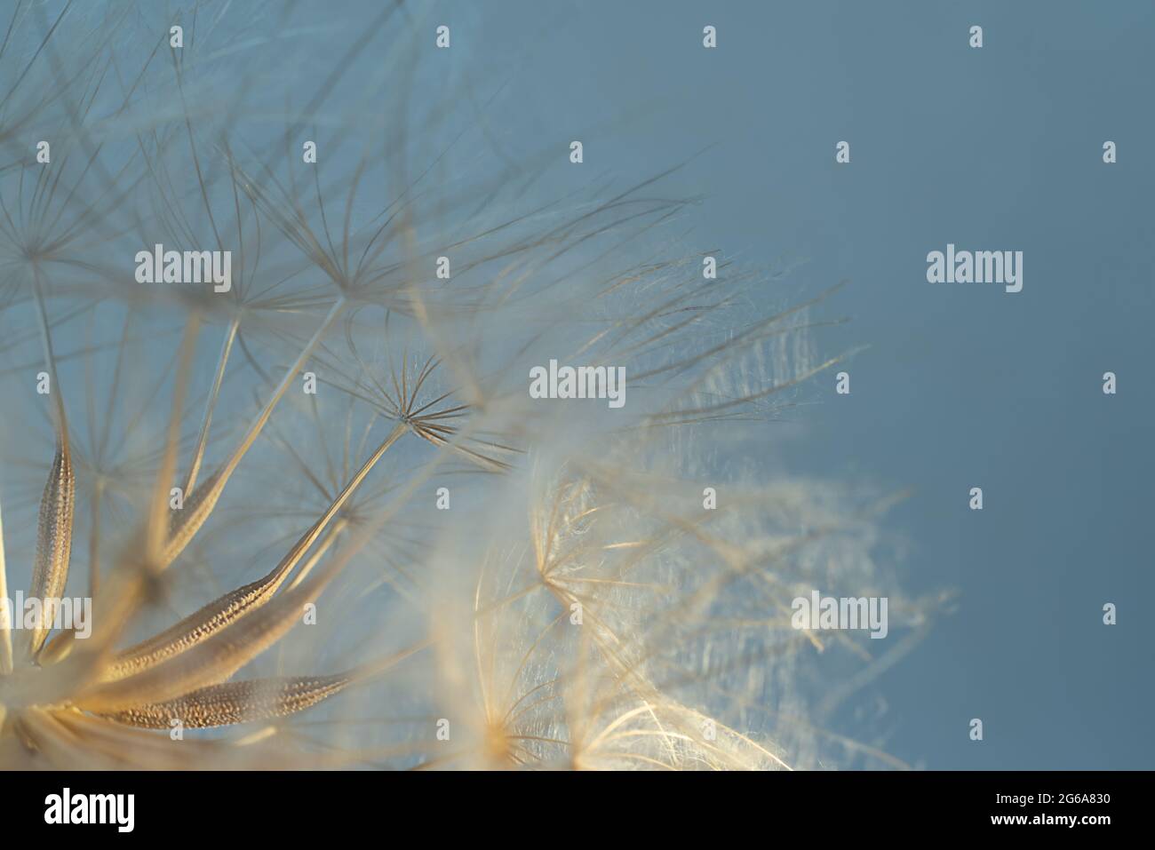 Seed of life pattern hi-res stock photography and images - Alamy