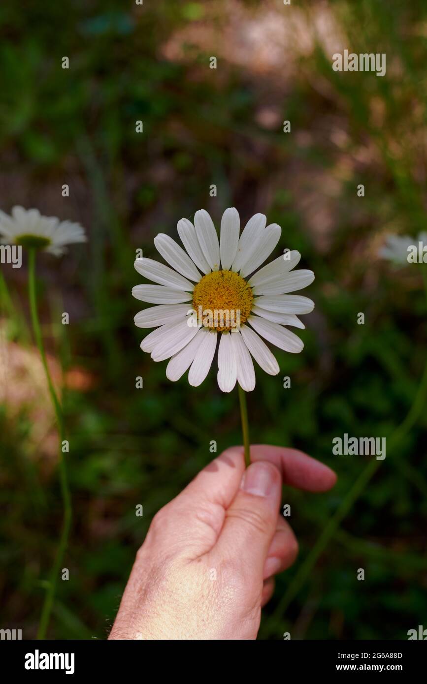 Hand holding a daisy flower with stem Stock Photo - Alamy