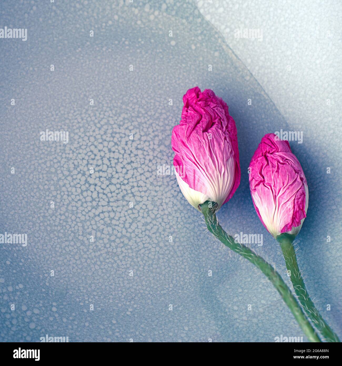 Poppies papaver bud close hi-res stock photography and images - Alamy