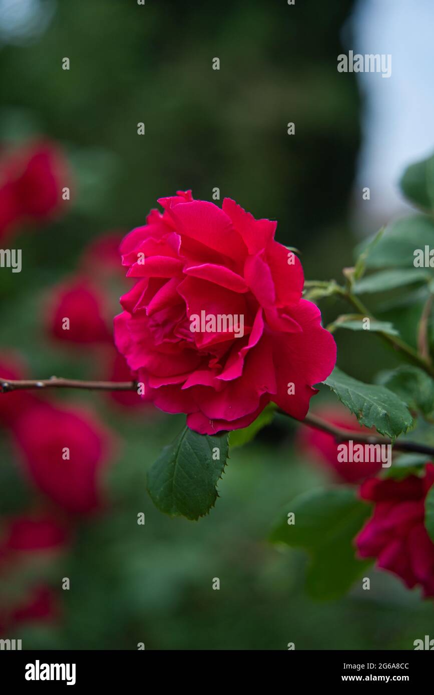 Beautiful blooming red rose flowers in the garden hi-res stock ...