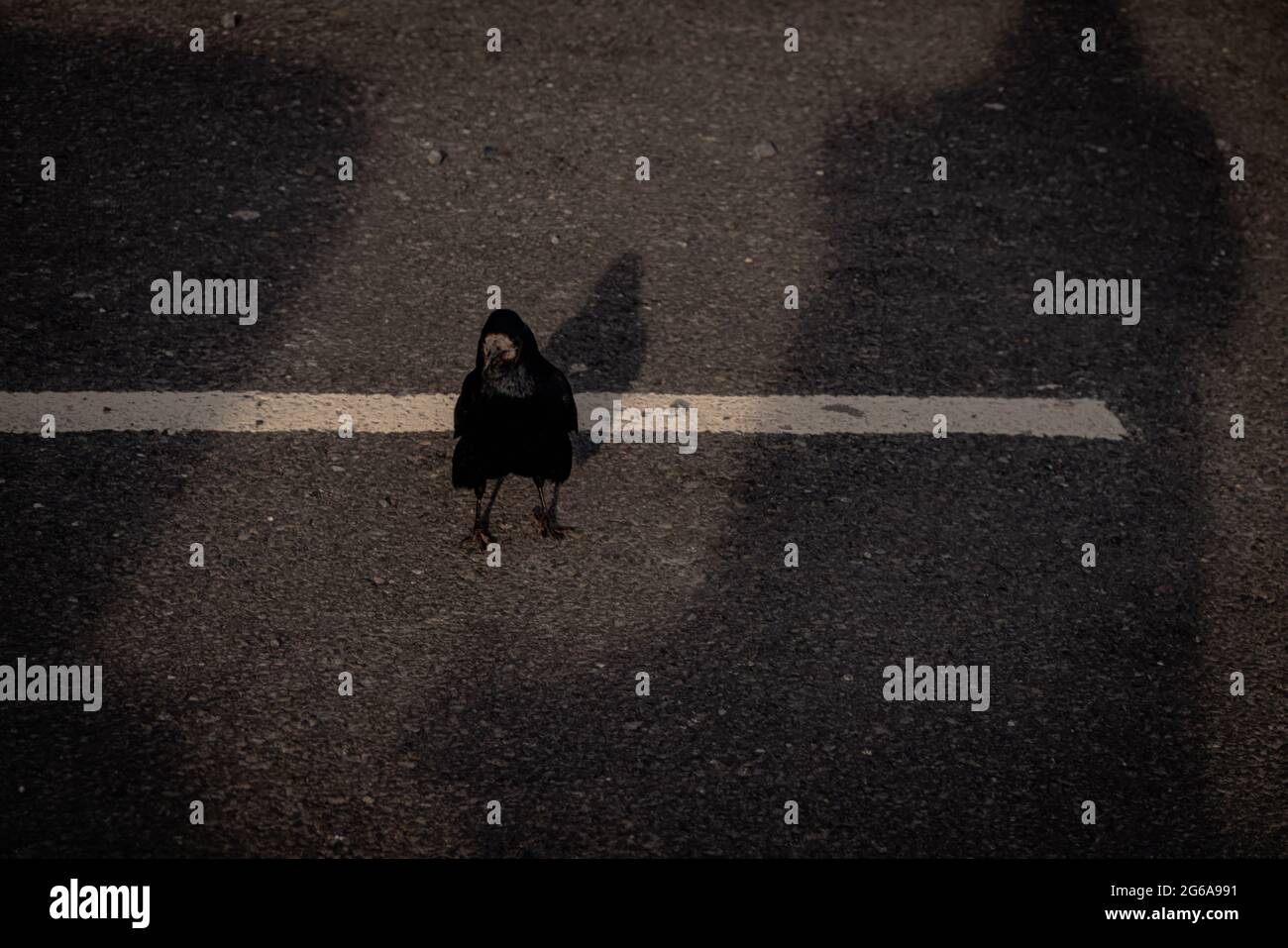 A black crow standing in the middle of the road Stock Photo - Alamy