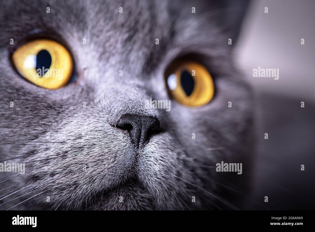 Gray shorthair British cat . Nose Stock Photo - Alamy