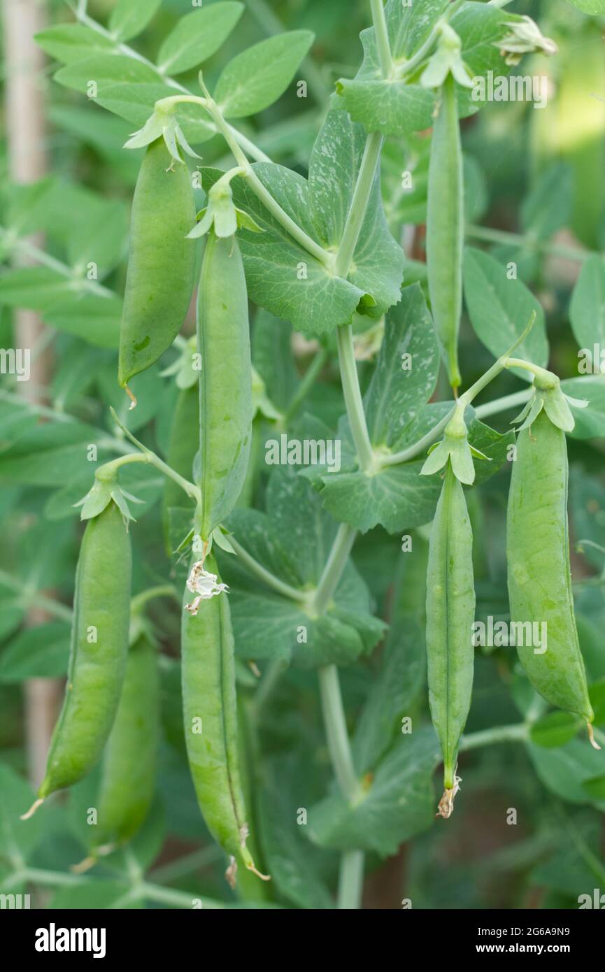 Pisum sativum ‘Terrain', pea plant, with pods in summer UK Stock Photo ...