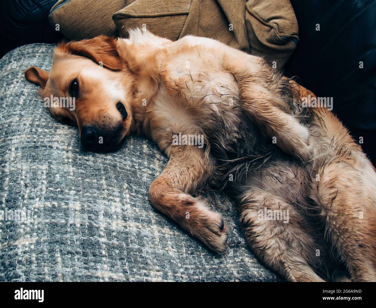 Happy muddy dog hi-res stock photography and images - Alamy