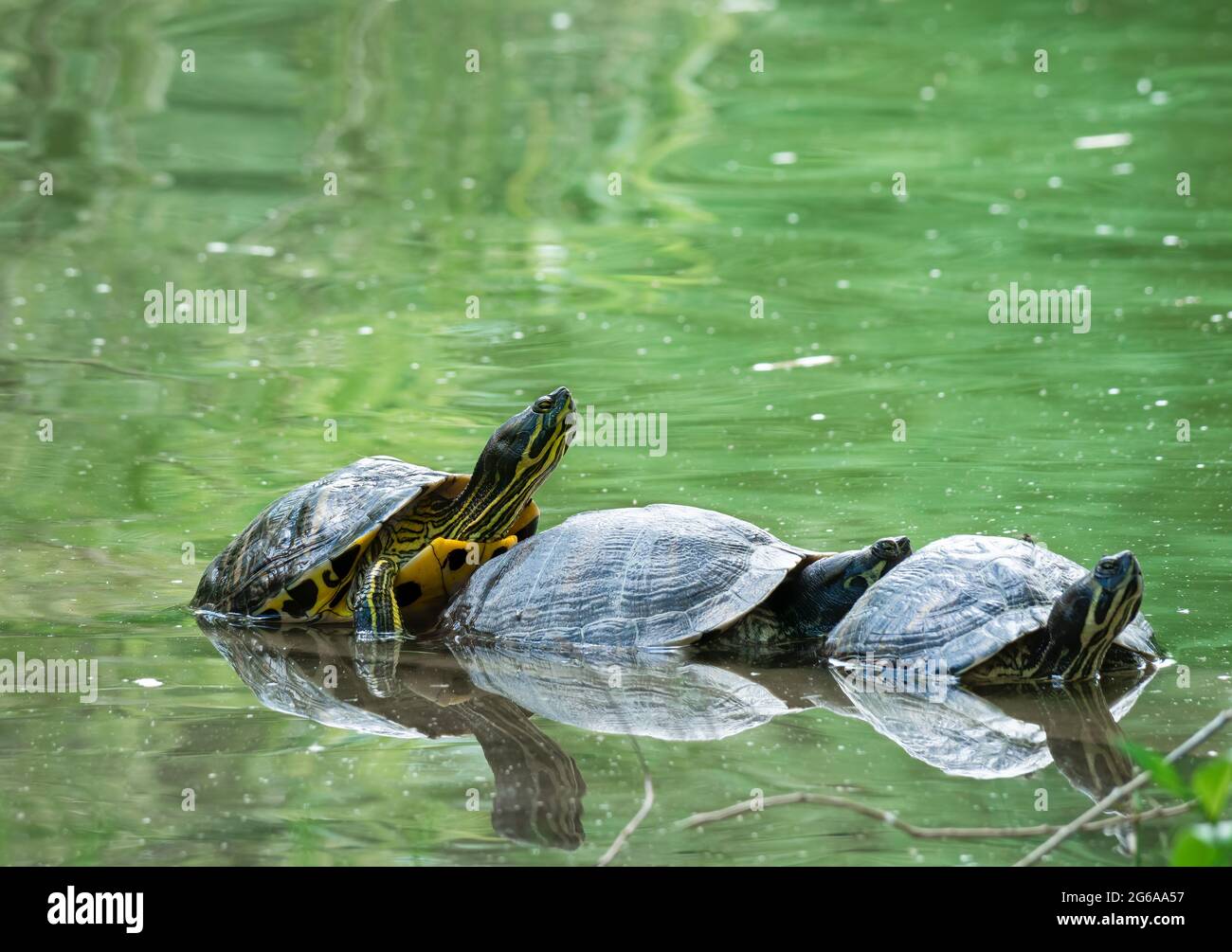 Turtles Mating High Resolution Stock Photography and Images - Alamy