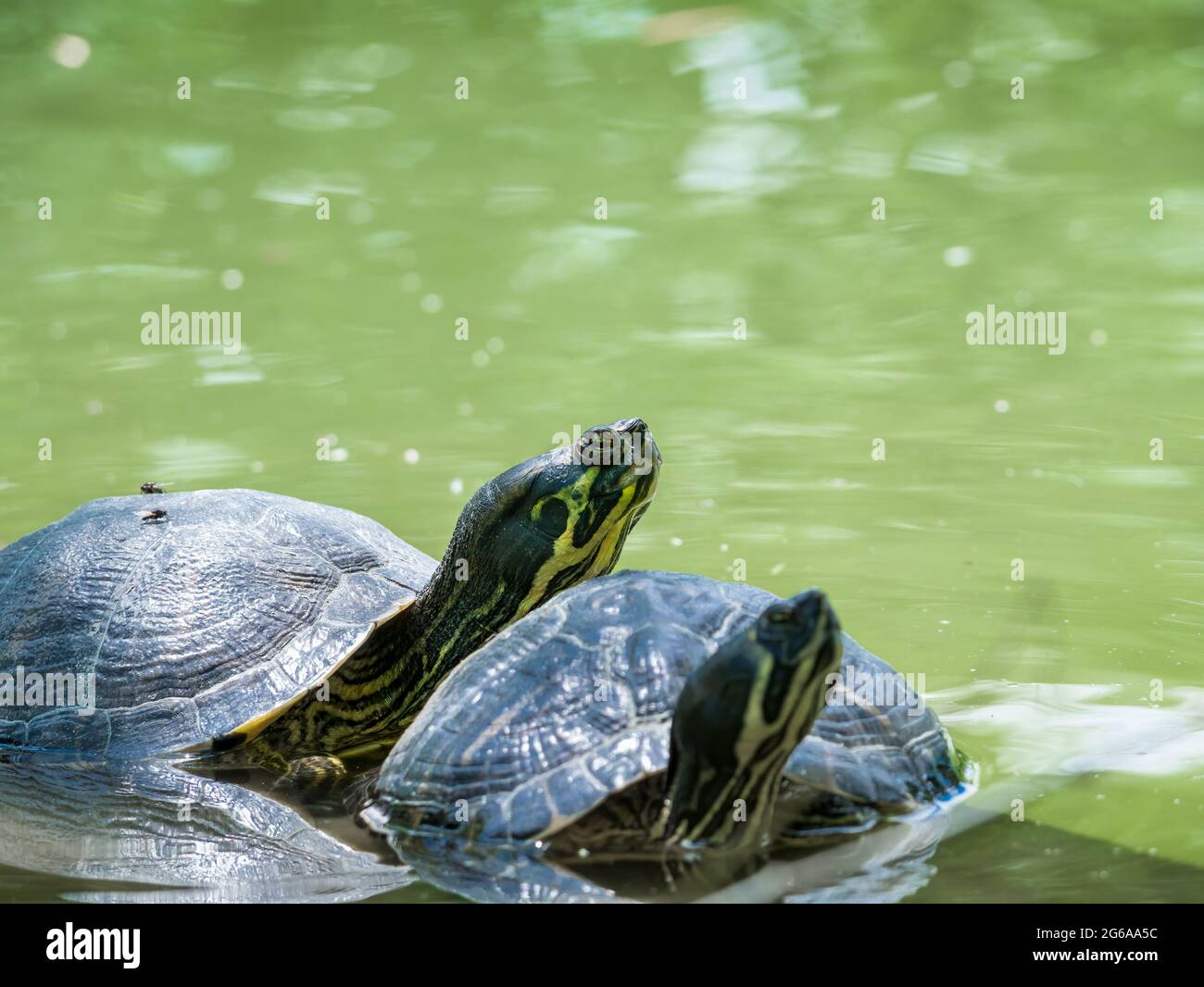 Two European pond turtles (Emys orbicularis) at the surface of the ...