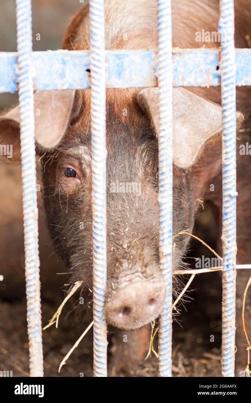 unfortunate piglet suffers trapped in a cage behind bars at a meat farm ...