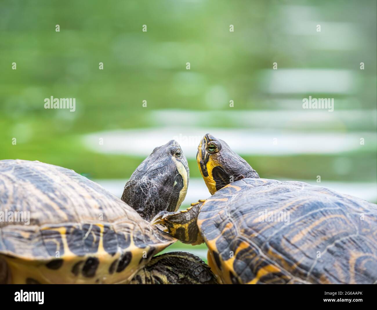 Close up with Two European pond turtles (Emys orbicularis) standing ...