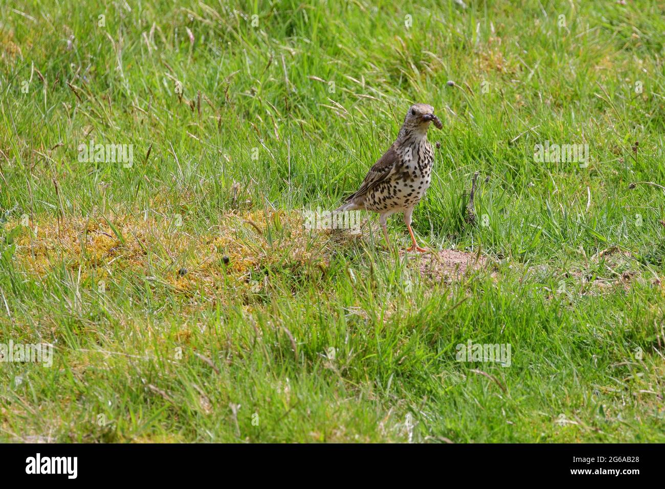 Song trush hi-res stock photography and images - Alamy