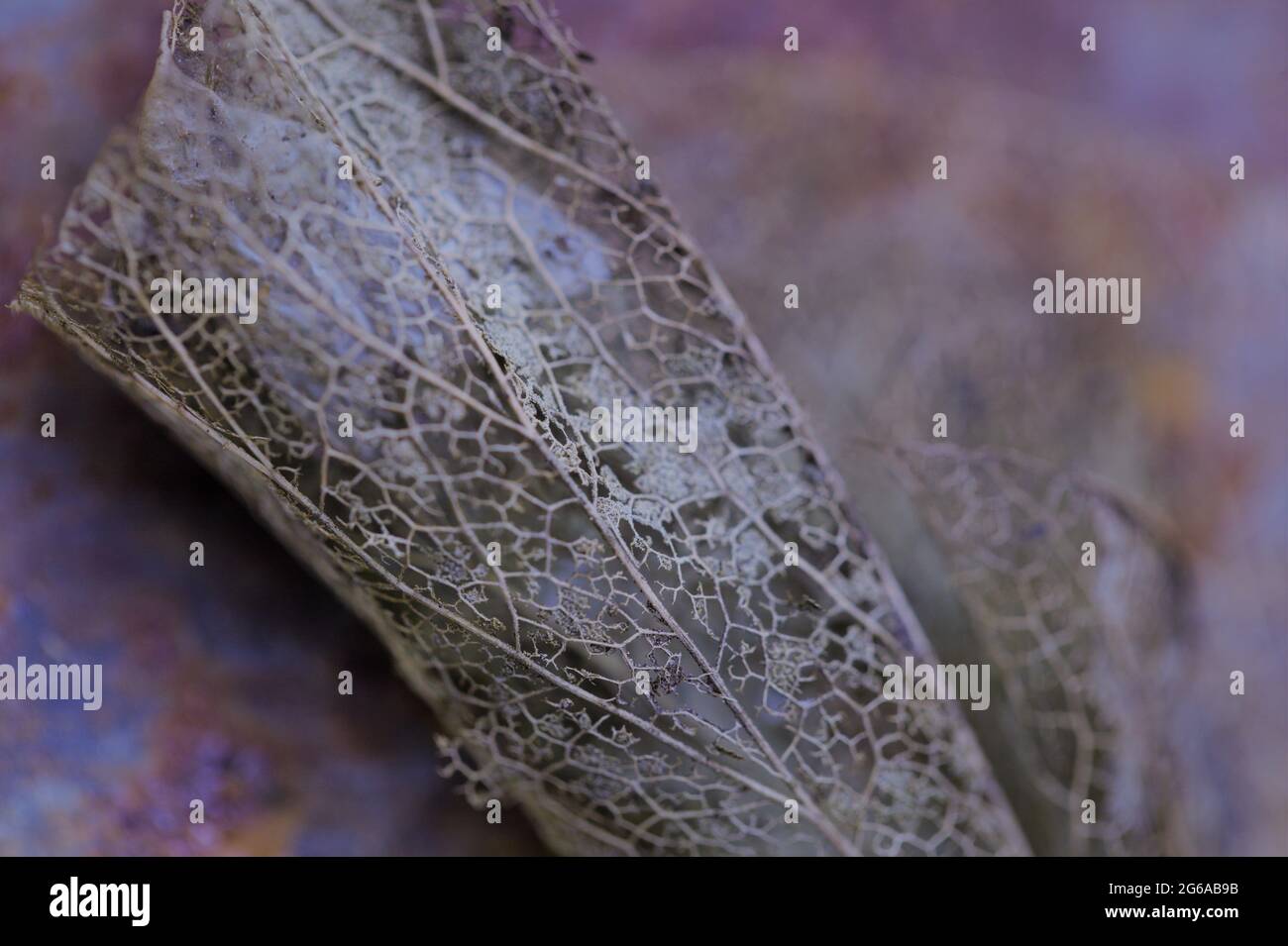 Decomposing leaf hi-res stock photography and images - Alamy