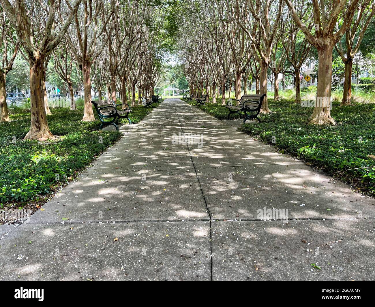 Orlando, FL USA - June24, 2021: A unique path surrouded by trees in ...