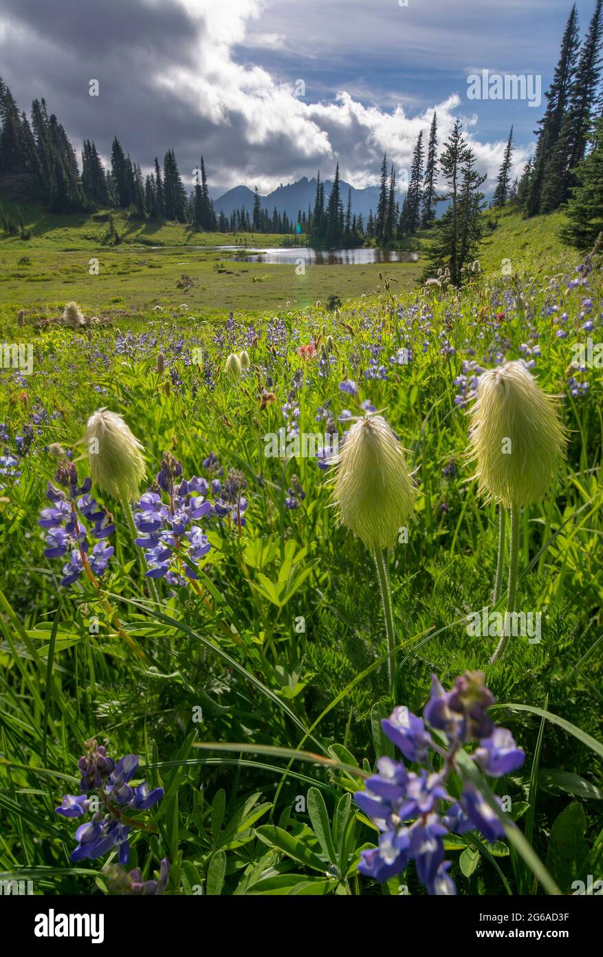 Mount Rainier Wide High Resolution Stock Photography and Images - Alamy