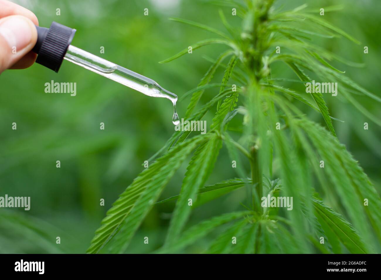 Marijuana CBD hemp plants field. A lot of hemp growing on a hemp farm ...
