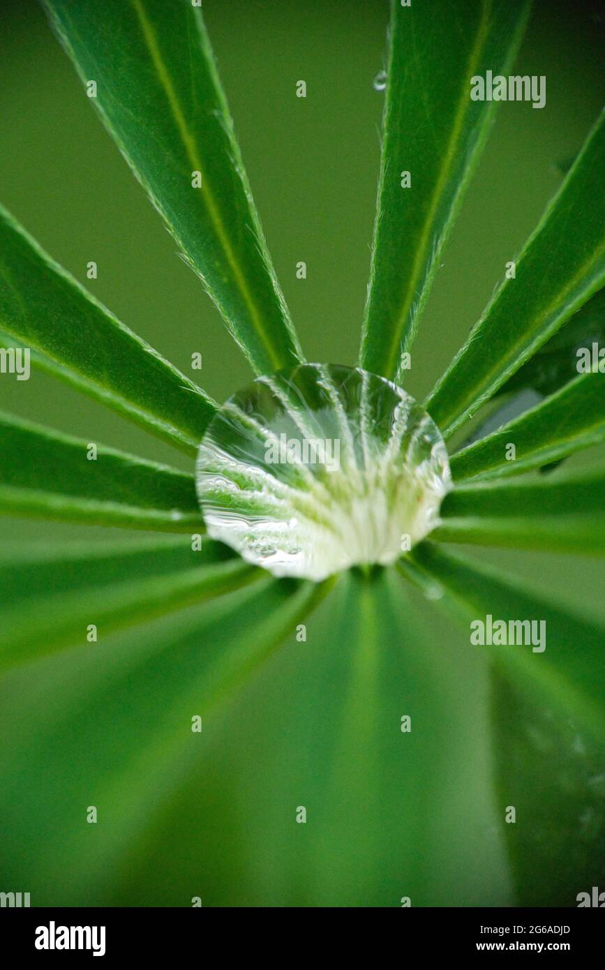 Lupin leaves hi-res stock photography and images - Alamy