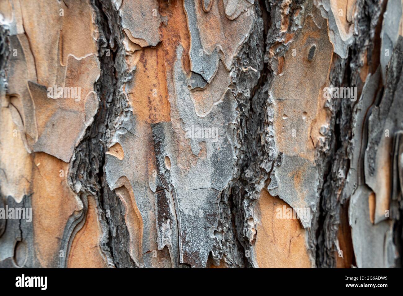 Maple tree by old shed hi-res stock photography and images - Alamy
