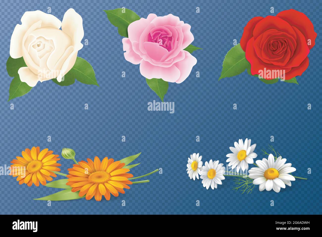 Rosa variety Stock Vector Images - Alamy