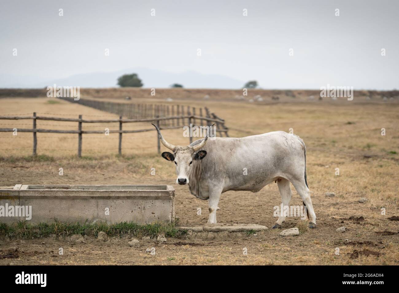 Maremman cow portrait , Tuscany Stock Photo - Alamy