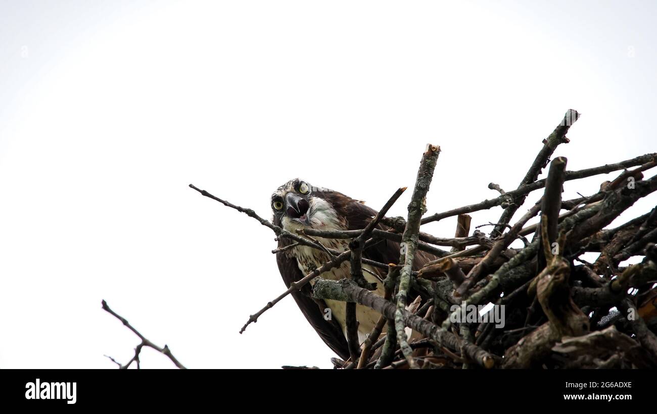Osprey female brd sitting in nest with open beak Stock Photo - Alamy