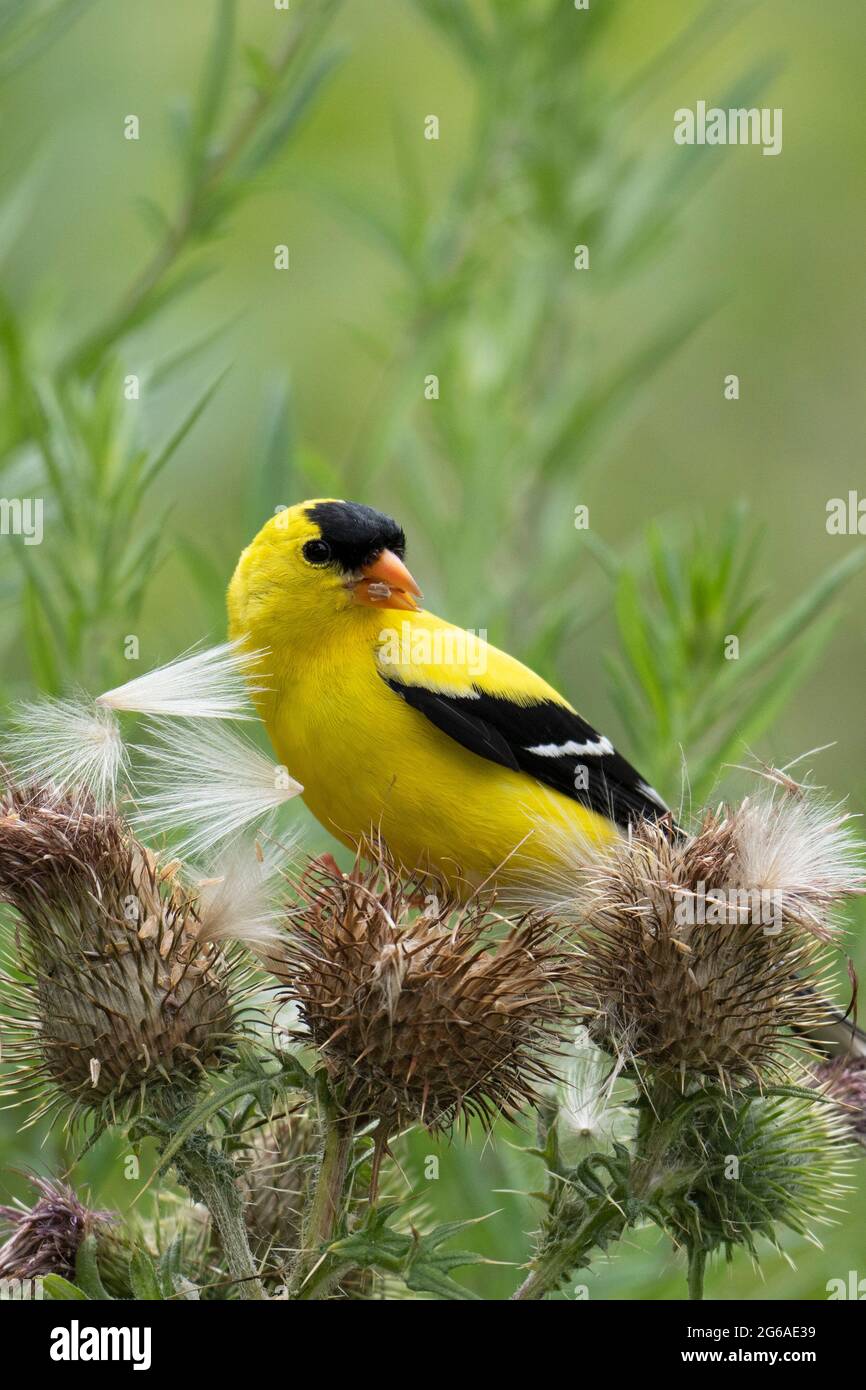 Thistle plant bird eating hi-res stock photography and images - Alamy