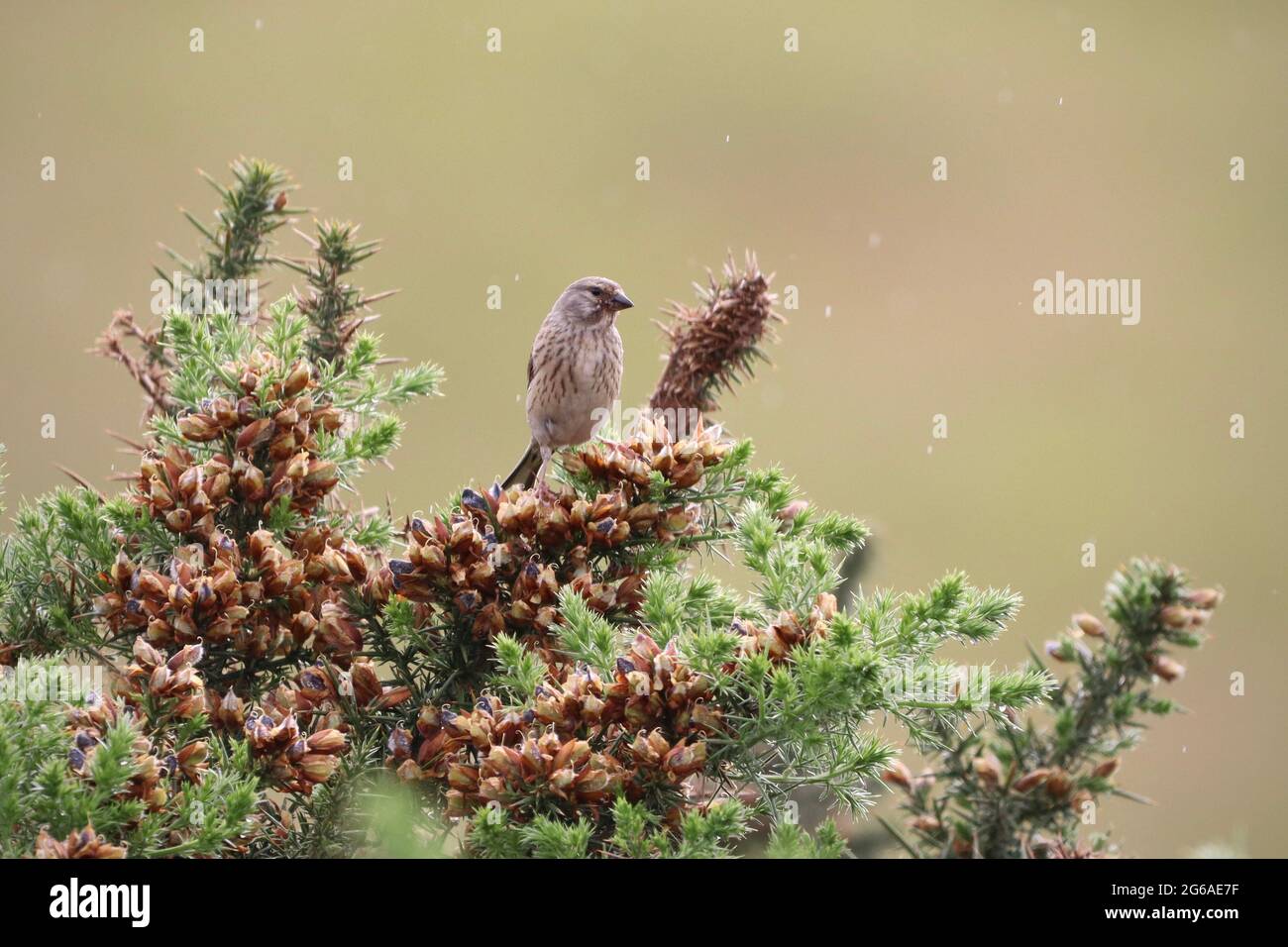 Female linnet hi-res stock photography and images - Alamy