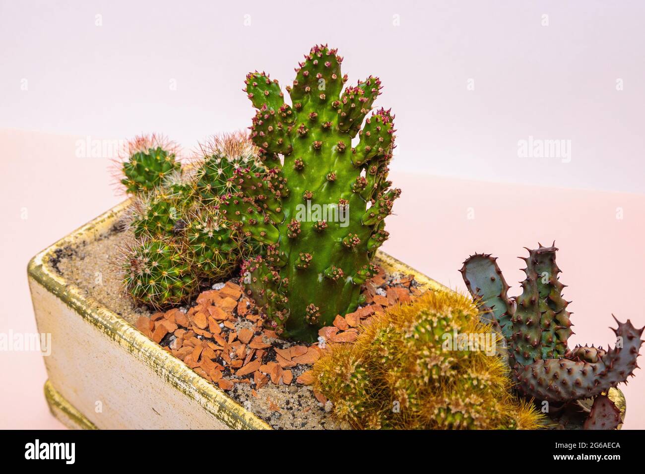 A set of cactus flowers in one pot. Composition from cacti. Close-up ...