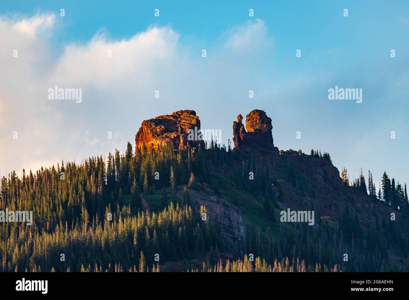 Mountain rabbit hi-res stock photography and images - Alamy