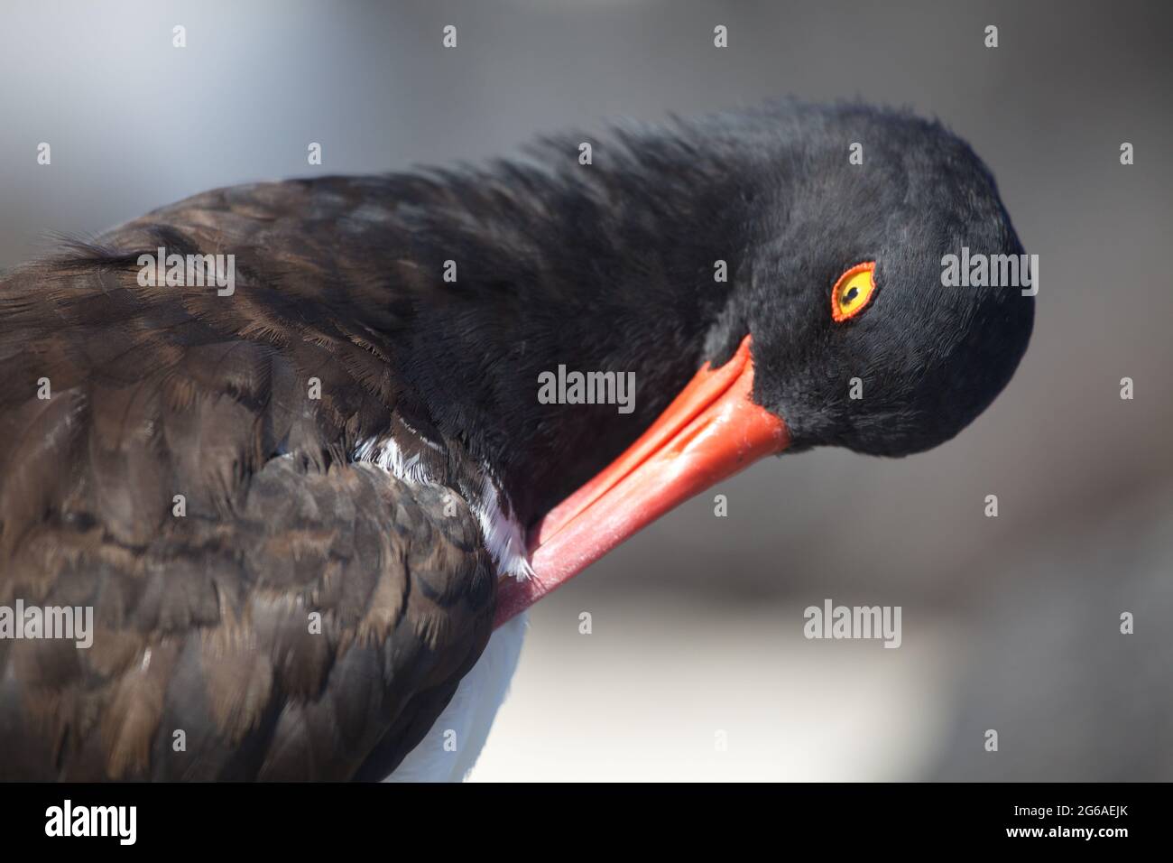 Closeup side on portrait of Lava Gull (Larus fuliginosus) cleaning ...