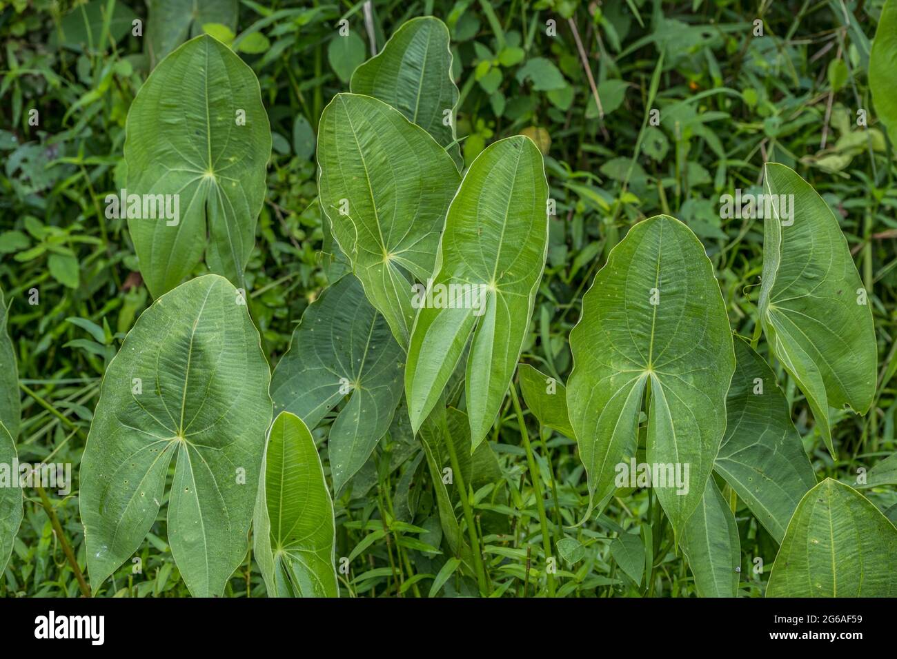 Tall stem emerging hi-res stock photography and images - Alamy