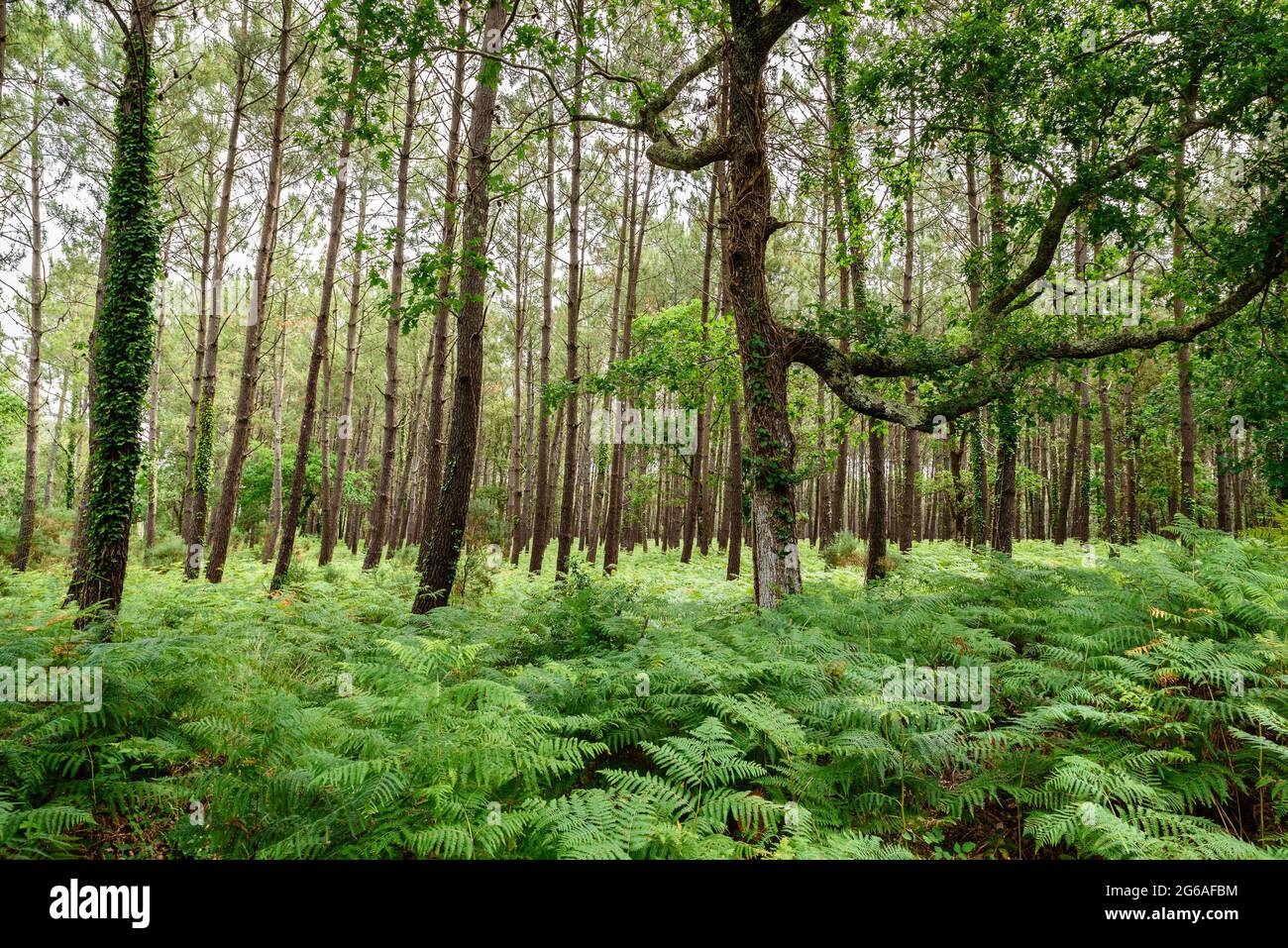 Beautiful and empty forest of ferns and tall trees. Dreamy landscape ...