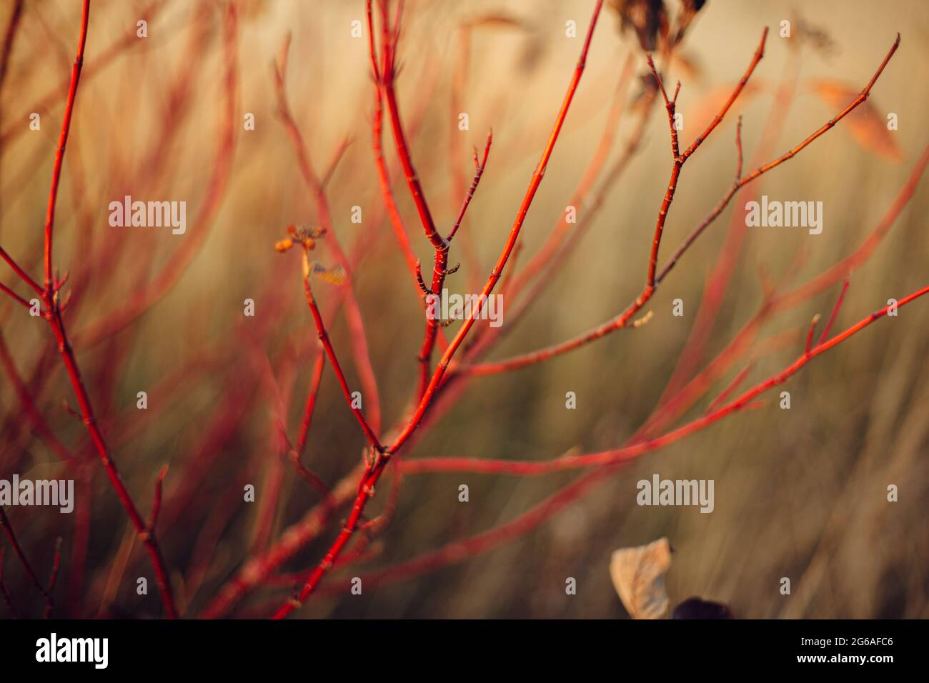 Red twig dogwood hi-res stock photography and images - Alamy