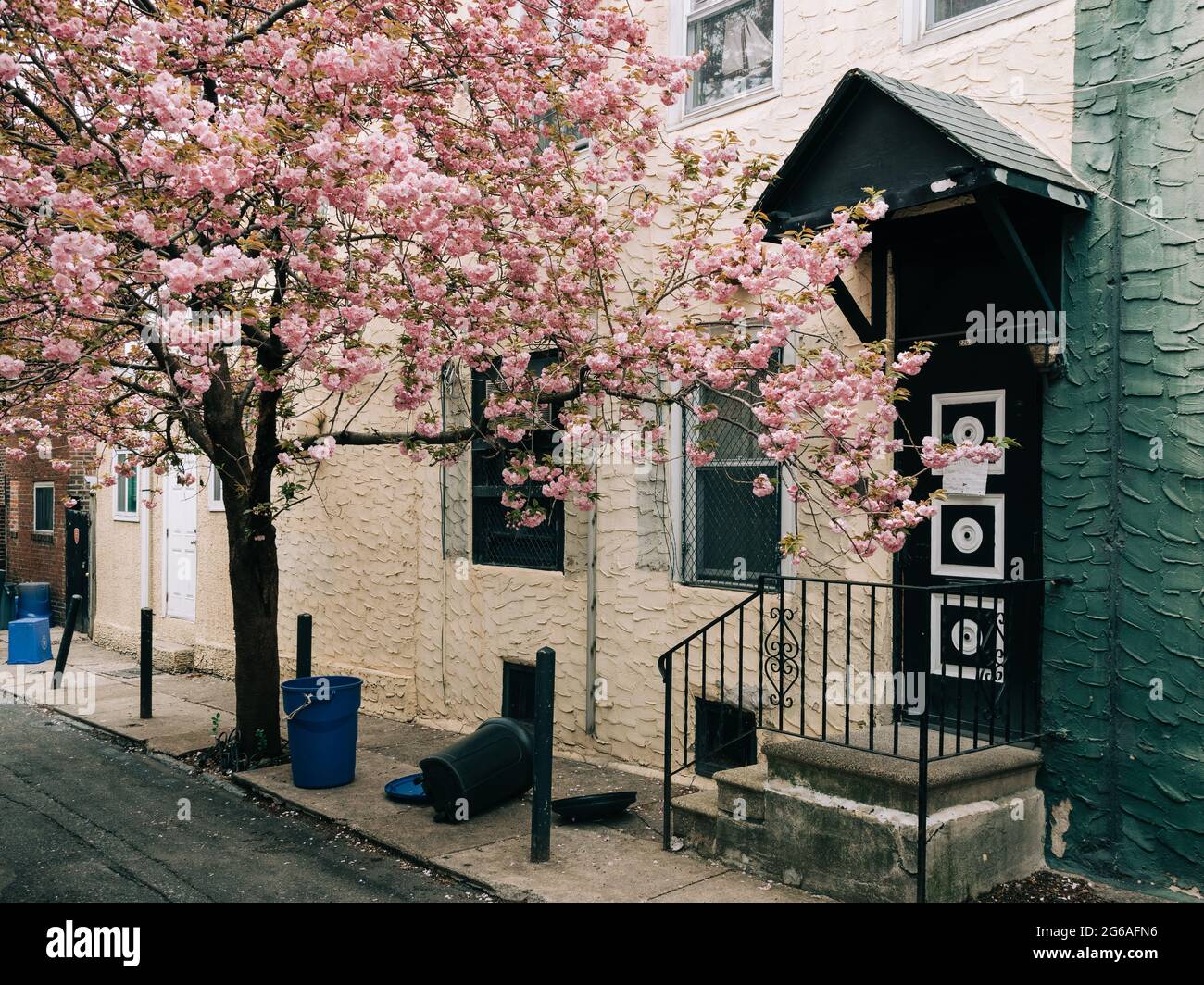 A tree with pink flowers next to a house, Philadelphia, Pennsylvania ...