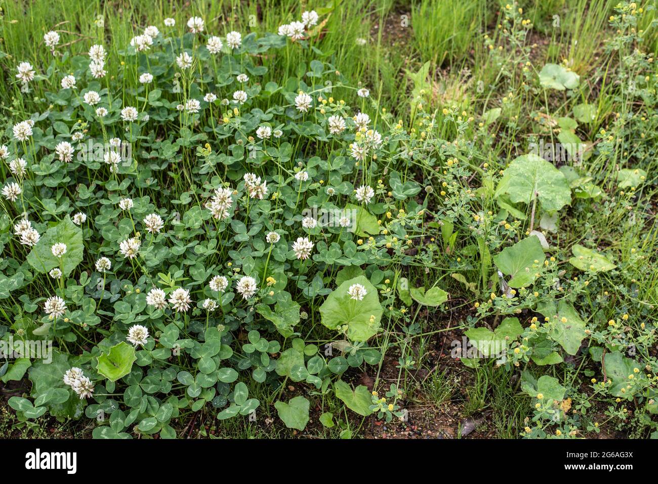 close-up of white dutch clover and yellow field clover in a meadow ...