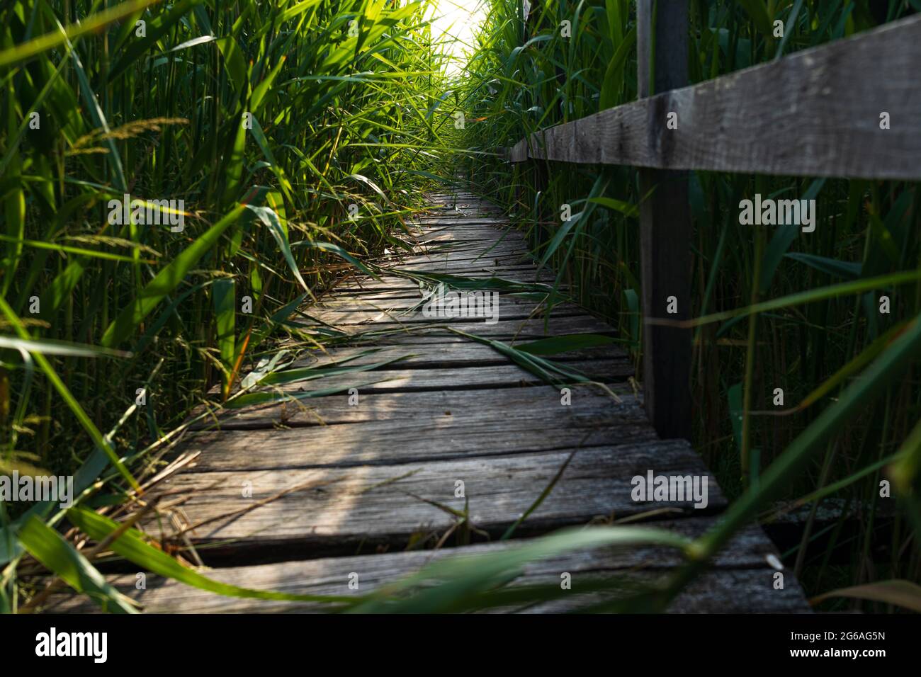 Wooden path in the reed field. Path through the reeds. The reed from ...