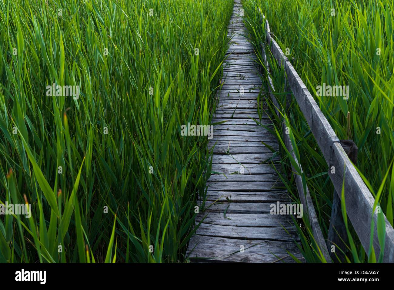 Wooden path in the reed field. Path through the reeds. The reed from ...